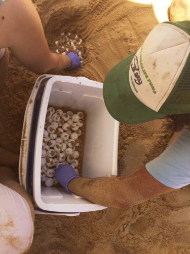 Group helps to rescue, relocate hawksbill sea turtle nest | News ...